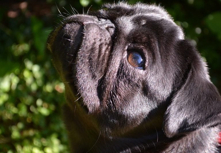 Karakter van de mopshond - Mopshondje.com